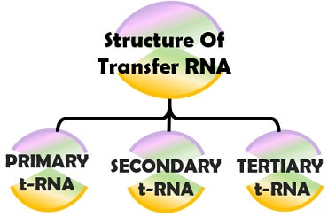 What is Transfer RNA? Definition, Characteristics, Structure & Role - Biology Reader
