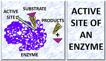 Active Site of an Enzyme - Definition, Properties & Role - Biology Reader
