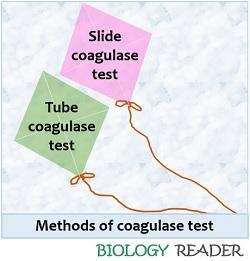 What is Coagulase Test? Definition, Overview, Principle & Procedure ...