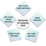 What is Oxidase Test? Definition, Principle, Procedure, Uses ...