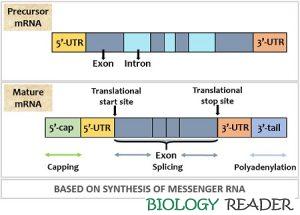 What is Messenger RNA? Definition, Types, Structure & Functions ...