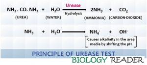 What is Urease Test? Definition, Principle, Procedure & Test Results ...