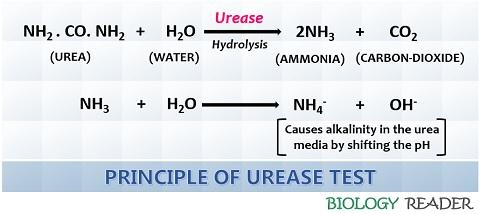 What is Urease Test? Definition, Principle, Procedure & Test Results ...