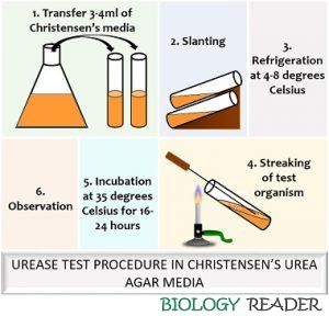 What is Urease Test? Definition, Principle, Procedure & Test Results ...