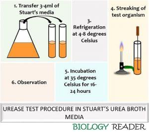 What is Urease Test? Definition, Principle, Procedure & Test Results ...