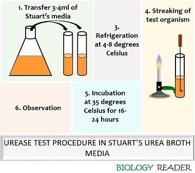 What is Urease Test? Definition, Principle, Procedure & Test Results ...