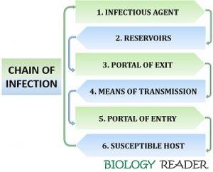 What is Infection? Definition, Classification, Sources & Pathway ...