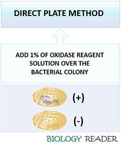What is Oxidase Test? Definition, Principle, Procedure, Uses ...