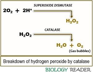 What is Catalase Test? Definition, Overview, Principle, Procedure ...