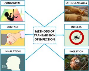 What is Infection? Definition, Classification, Sources & Pathway ...
