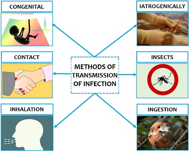 What is Infection? Definition, Classification, Sources & Pathway - Biology Reader