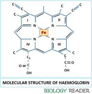 What is Haemoglobin? Definition, Structure, Fuctions, Facts & Effects ...