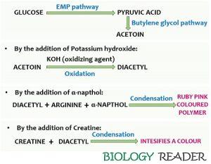 What is Voges Proskauer Test? Definition, Principle, Reagents ...
