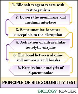 Bile Solubility Test - Definition, Principle, Procedure & Results ...