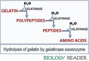 Gelatin Hydrolysis Test? Definition, Principle, Procedure & Results ...