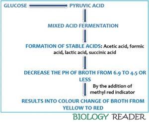 Methyl Red Test - Definition, Principle, Media, Procedure & Result ...