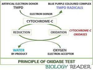 What is Oxidase Test? Definition, Principle, Procedure, Uses ...