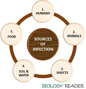 What is Infection? Definition, Classification, Sources & Pathway ...