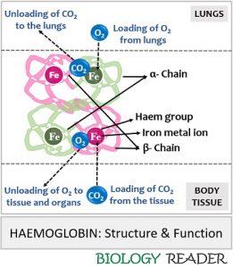 What is Haemoglobin? Definition, Structure, Fuctions, Facts & Effects ...