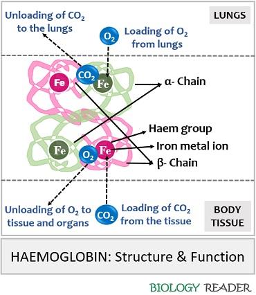 What is Haemoglobin? Definition, Structure, Fuctions, Facts & Effects ...