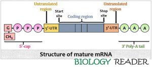 What is Messenger RNA? Definition, Types, Structure & Functions ...