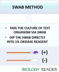 What is Oxidase Test? Definition, Principle, Procedure, Uses ...